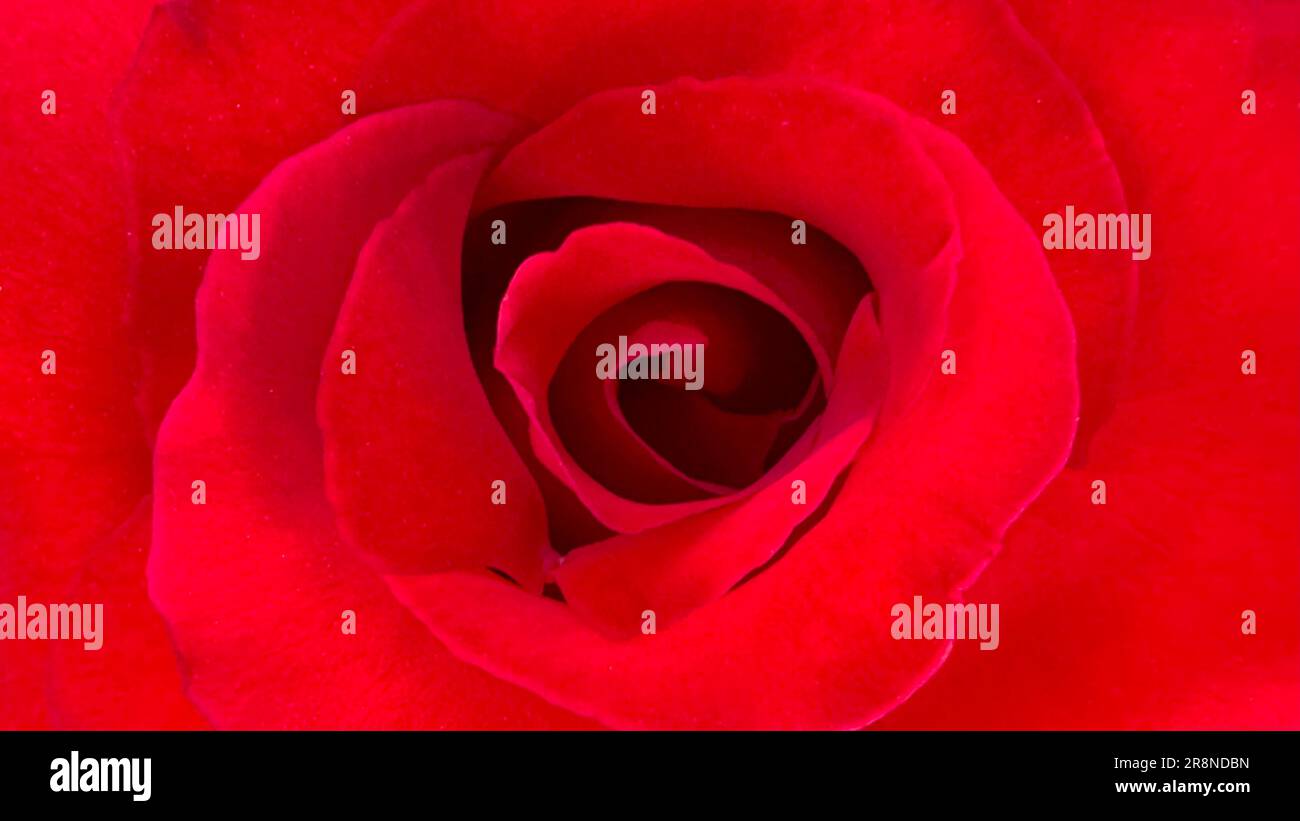 Red rose. Close-up inside the rose Stock Photo - Alamy
