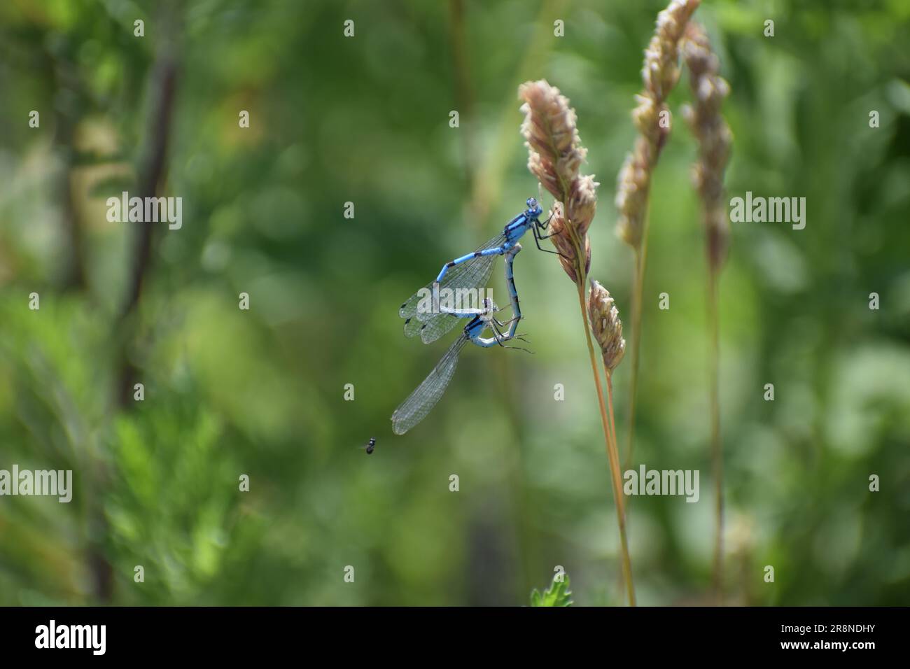 Mating Dance of the Blue Feather Damselfly Stock Photo - Alamy