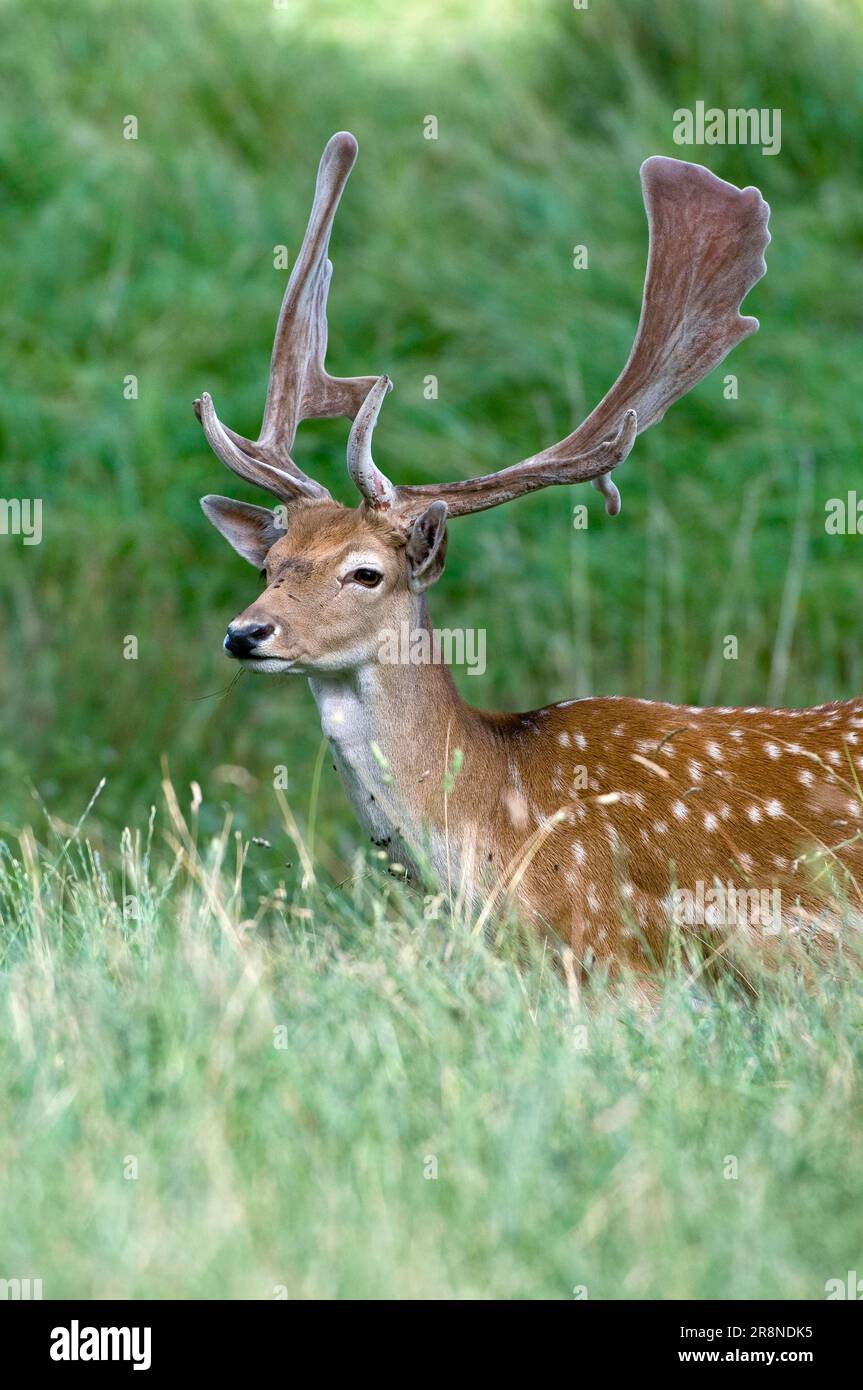 Deer antler velvet hi-res stock photography and images - Alamy