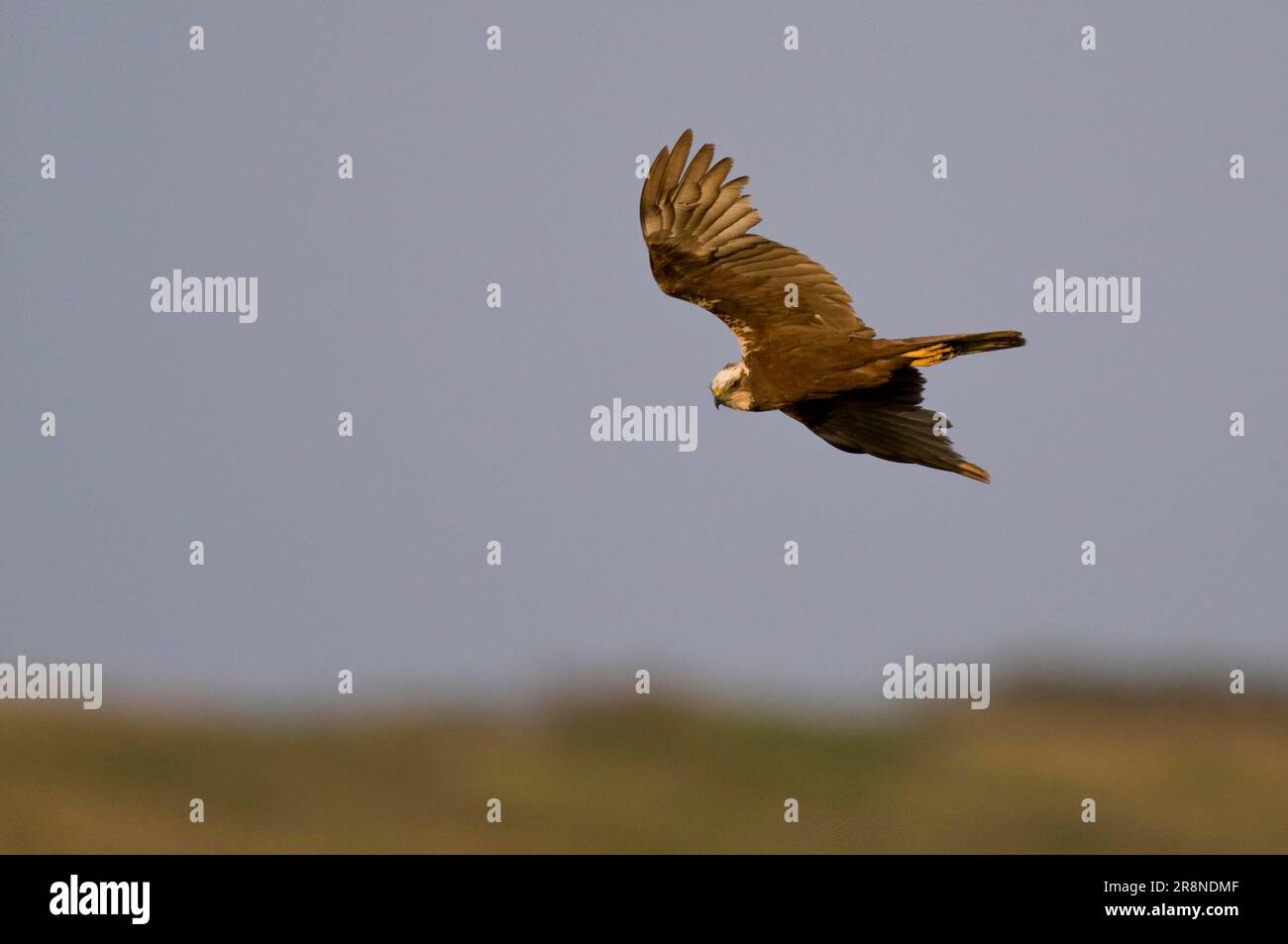 Hen harrier (Circus cyaneus) exempted, female, Texel, Netherlands Stock ...