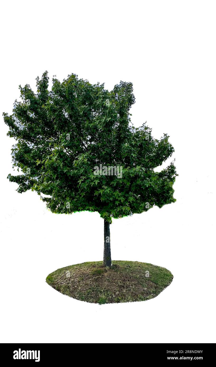 Sycamore tree isolated on white background Stock Photo - Alamy