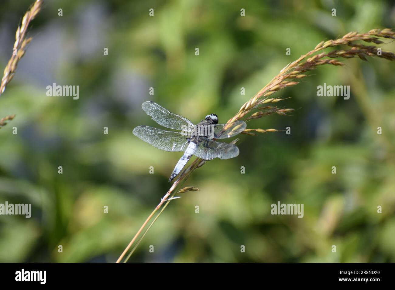 Big Blue Dragonfly, scarce chaser Stock Photo - Alamy