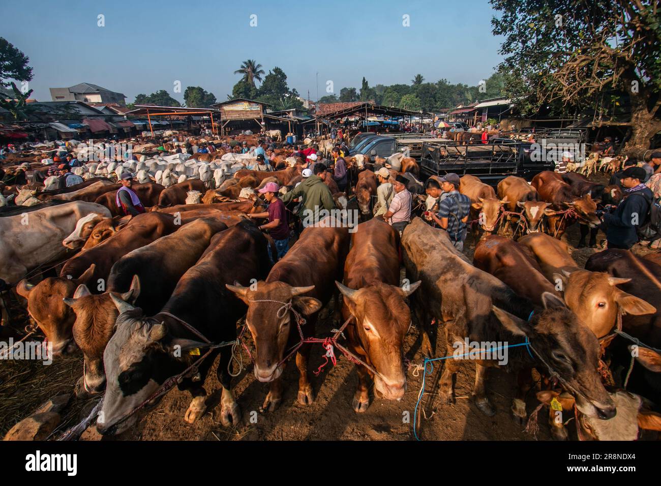 The Jonggol Animal Market in Bogor Regency, the largest livestock ...