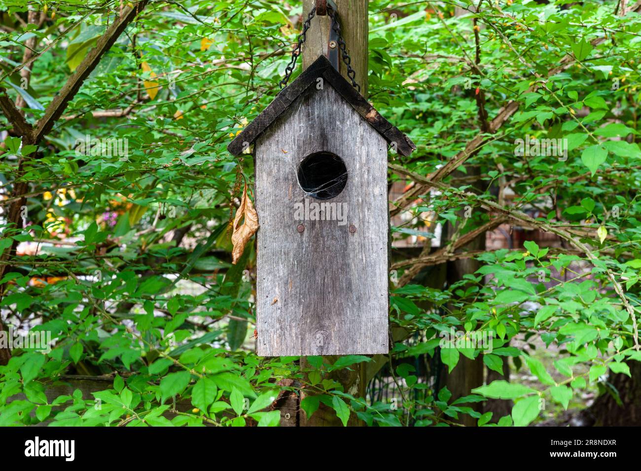 An empty wooden birdhouse hangs from a tall tree in a lush green ...