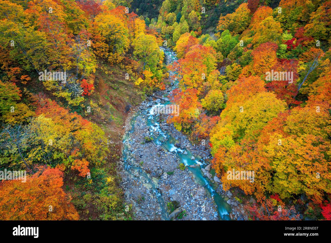 Autumn leaves of Tamagawa Onsen Stock Photo - Alamy