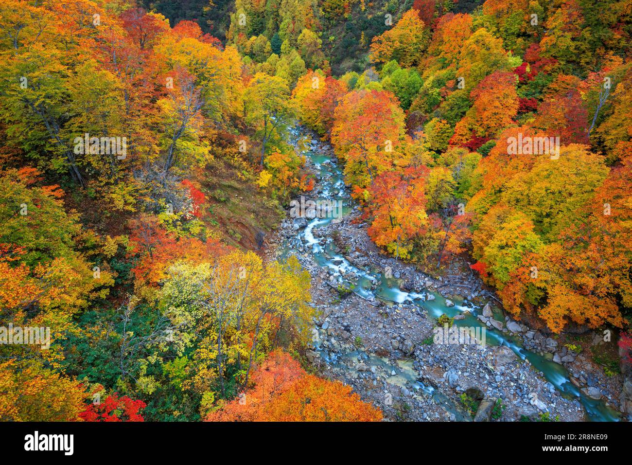 Autumn leaves of Tamagawa Onsen Stock Photo - Alamy