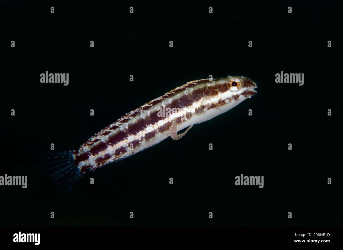 Variable Sabretooth Blenny, Petroscirtes variabilis, with parasitic ...