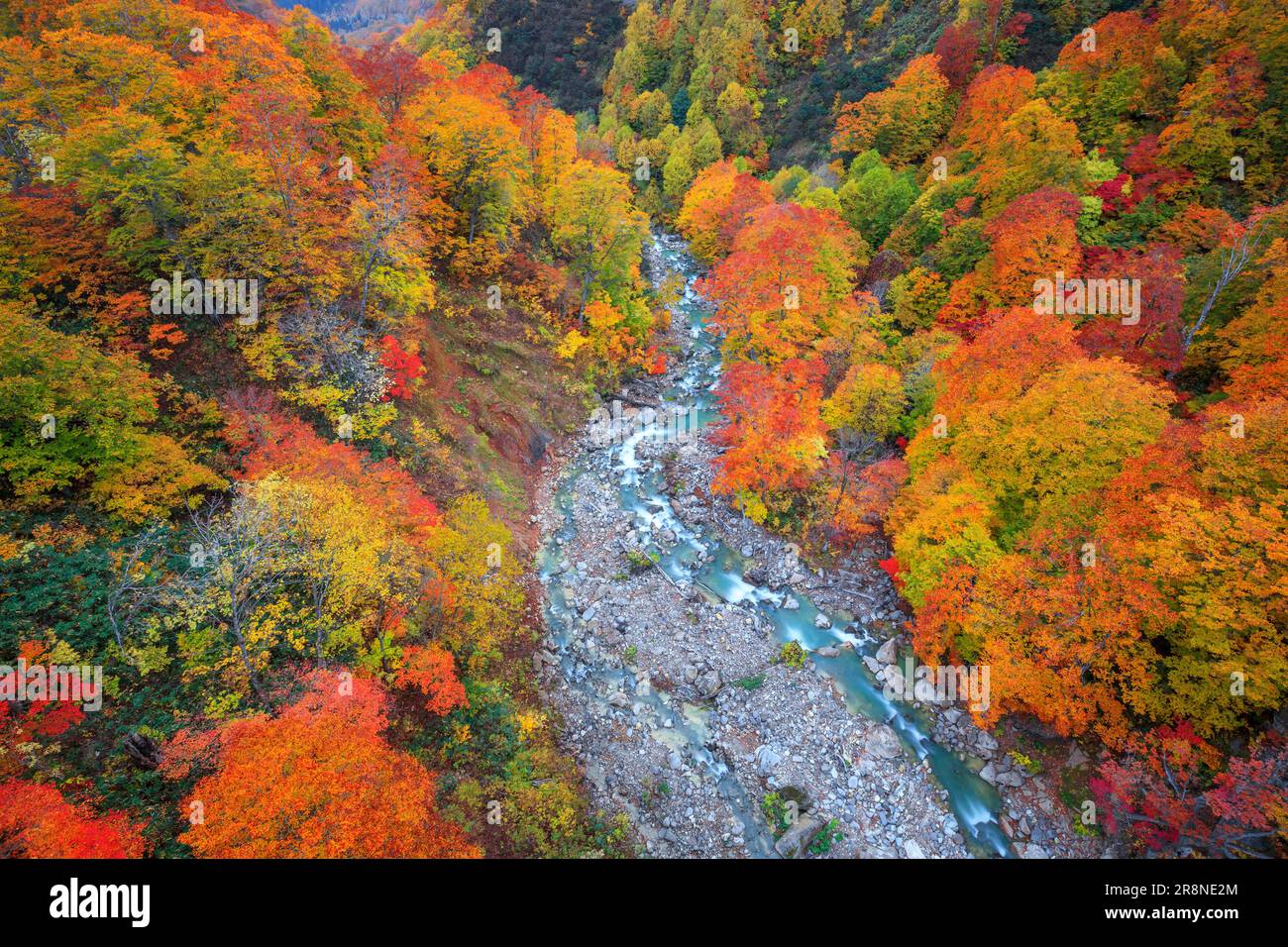 Autumn leaves of Tamagawa Onsen Stock Photo - Alamy