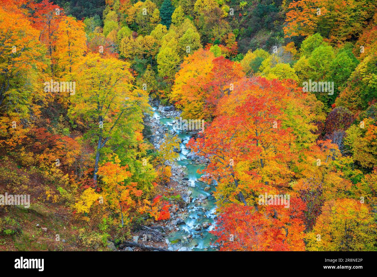 Autumn leaves of Tamagawa Onsen Stock Photo - Alamy