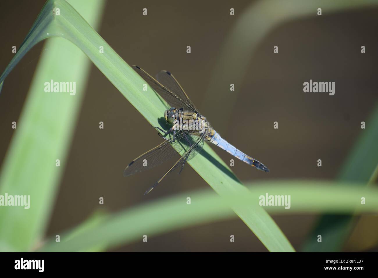 Big Blue Dragonfly, scarce chaser Stock Photo - Alamy