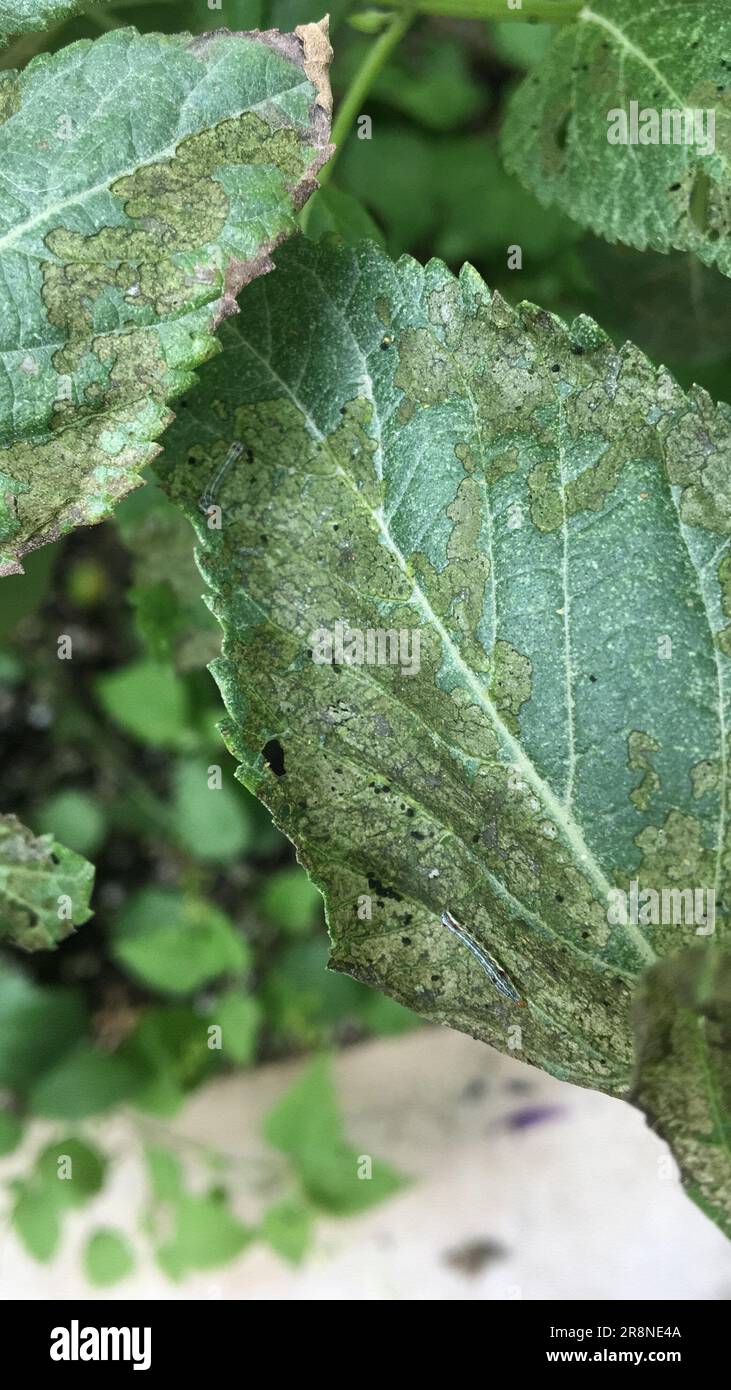 Stinking tree hi-res stock photography and images - Alamy