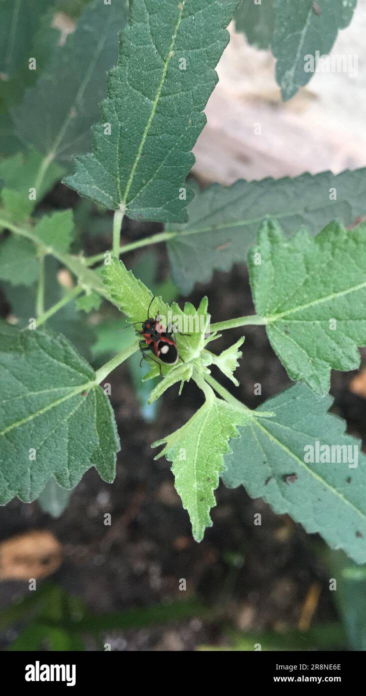 small insect on the branches of a plant Stock Photo - Alamy