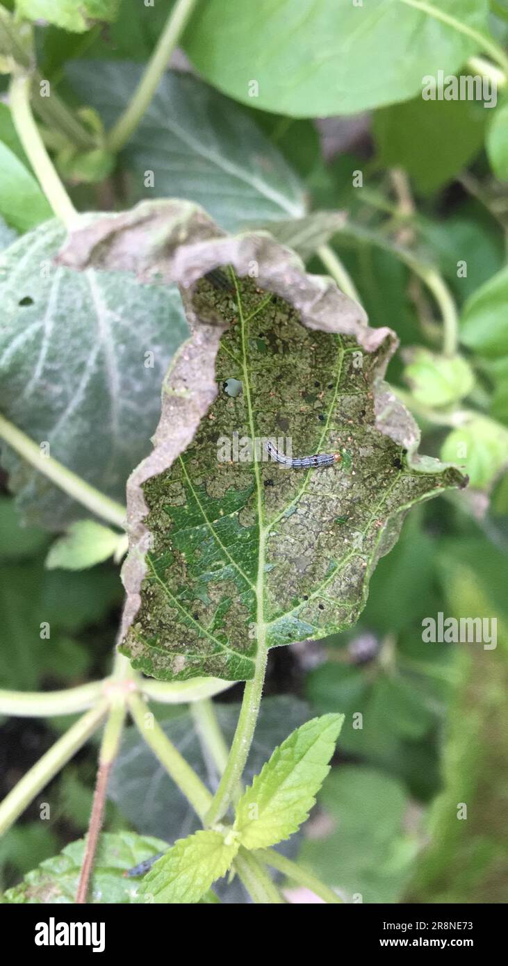 worm on the leaves of a plant Stock Photo - Alamy