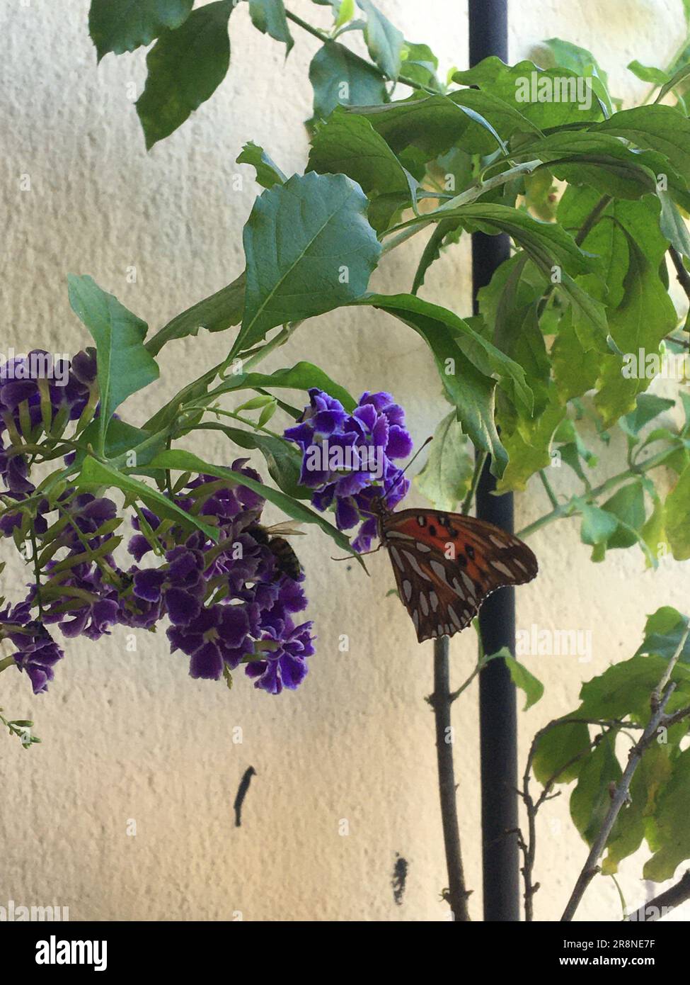 Orange butterfly on violet flowers. Monarch butterfly (Danaus plexippus ...