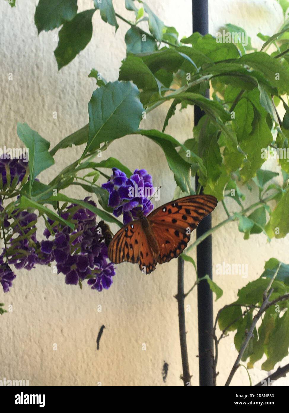 Orange butterfly on violet flowers. Monarch butterfly (Danaus plexippus ...
