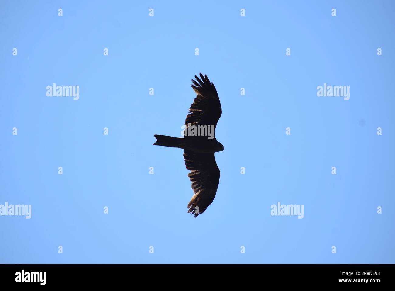 Closeup wild red kite hi-res stock photography and images - Alamy