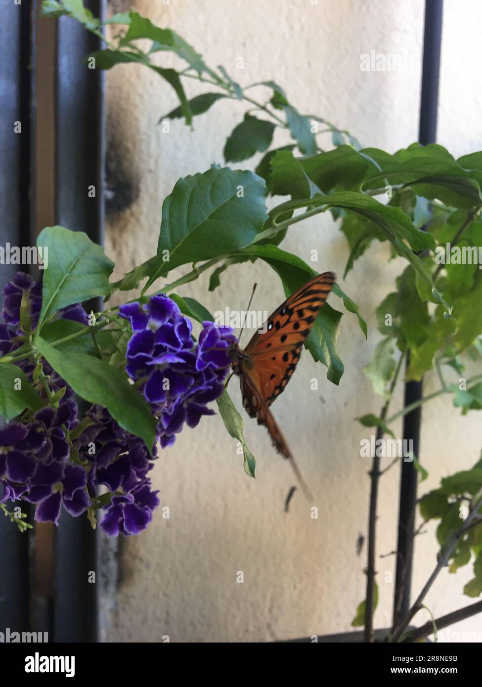 Orange butterfly on violet flowers. Monarch butterfly (Danaus plexippus ...