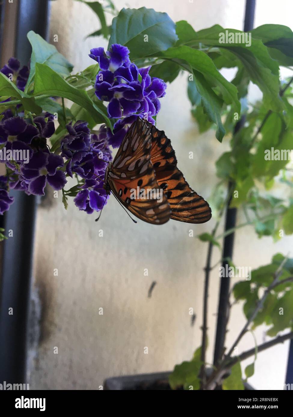 Orange butterfly on violet flowers. Monarch butterfly (Danaus plexippus ...