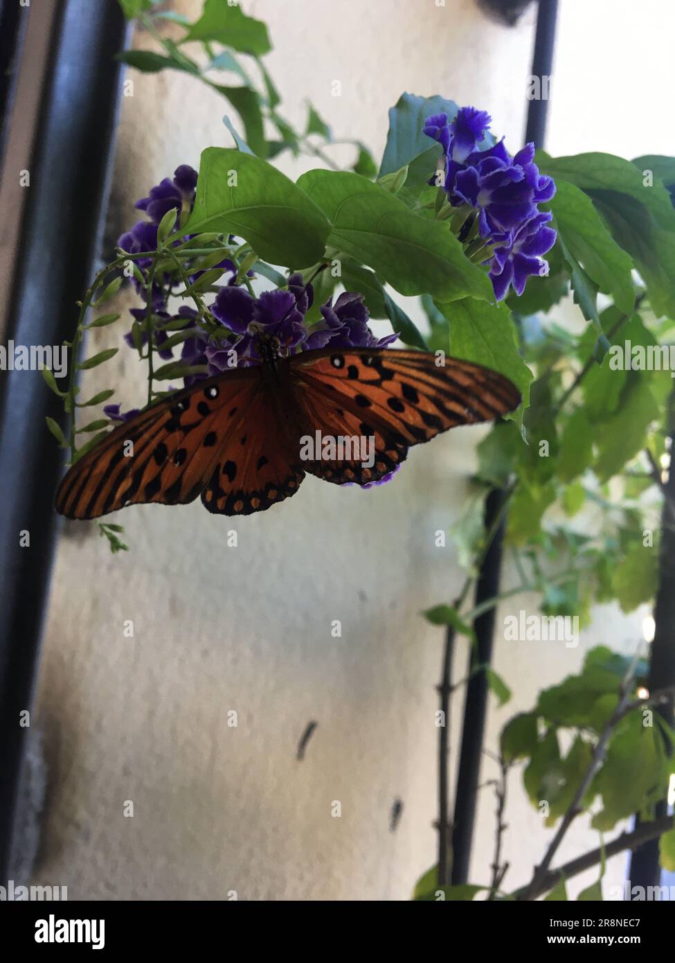 Orange butterfly on violet flowers. Monarch butterfly (Danaus plexippus ...