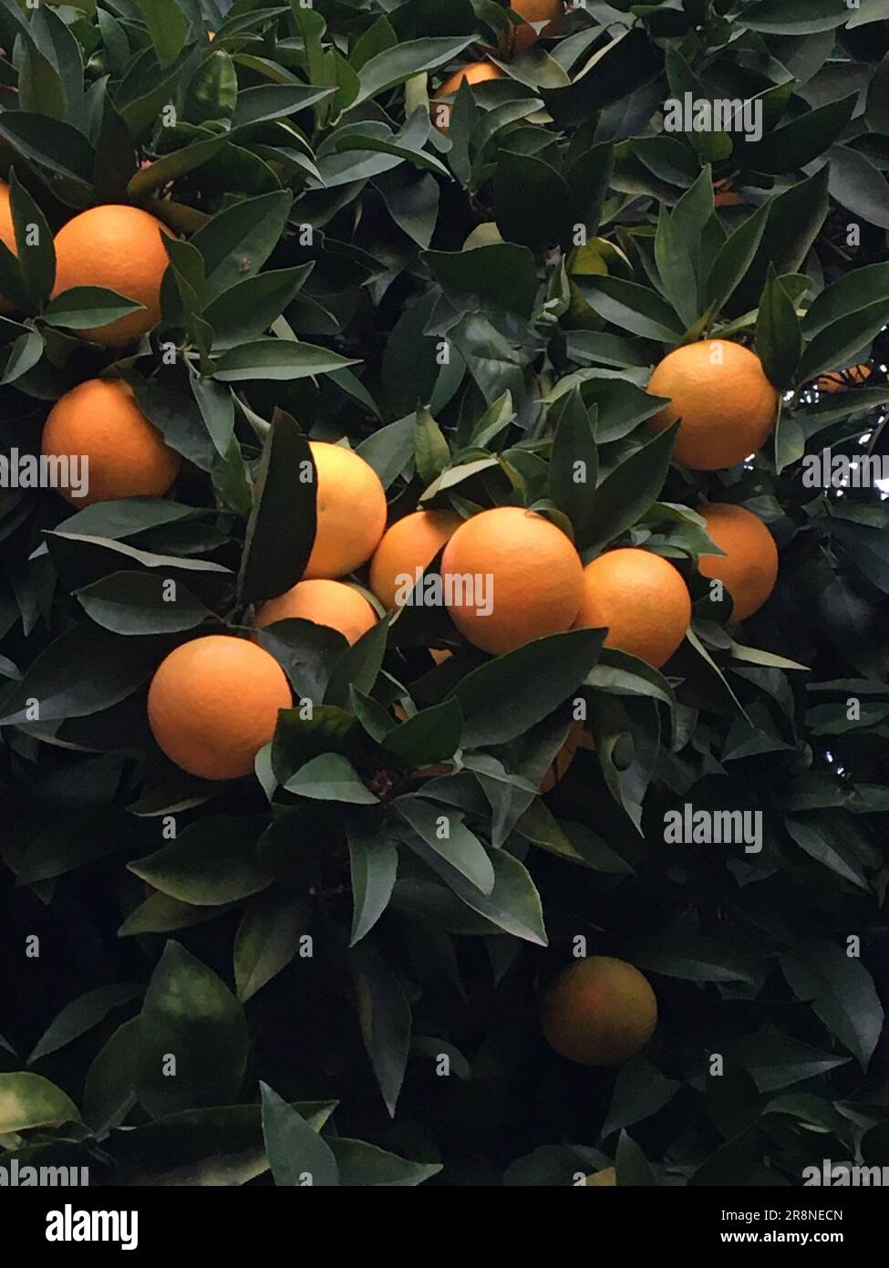Fruit harvest harvesting oranges hi-res stock photography and images ...