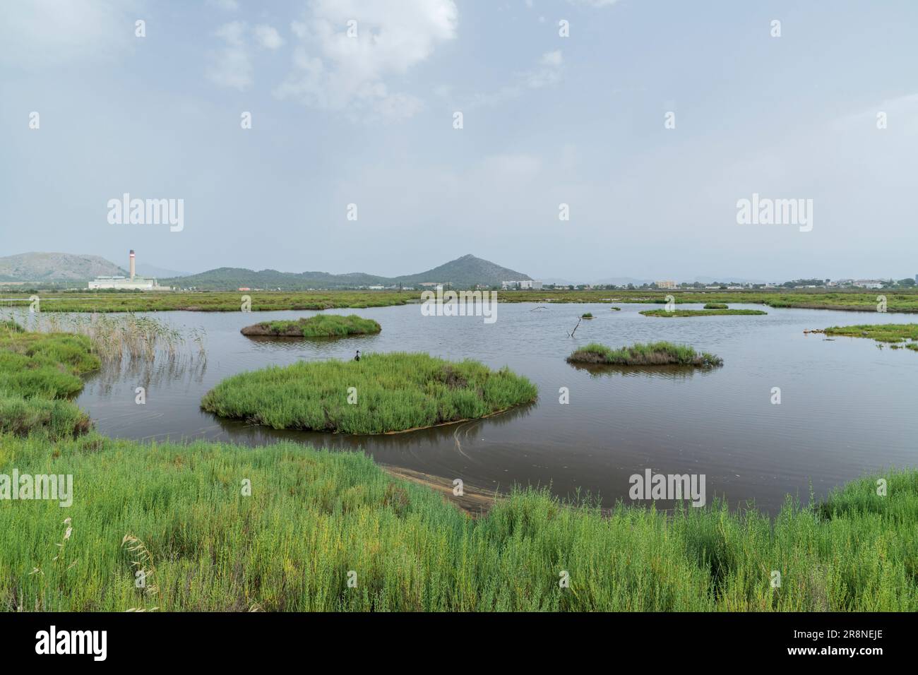 view of wetland habitat, S’Albufera reserve, Mallorca, Balearic Islands ...