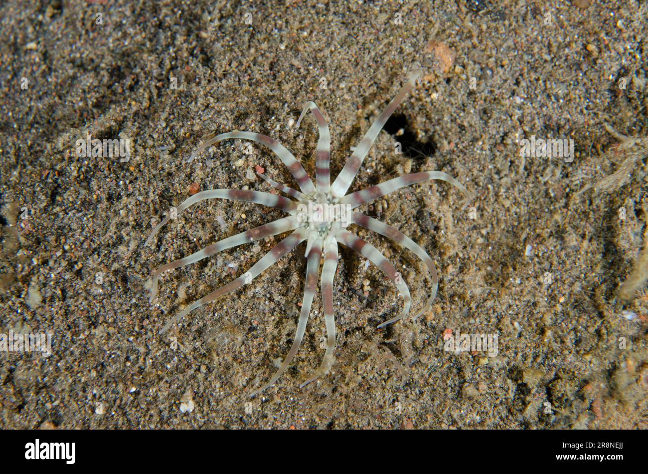 Common Worm Anemone, Edwardsianthus gilbertensis, I Love Amed dive site ...