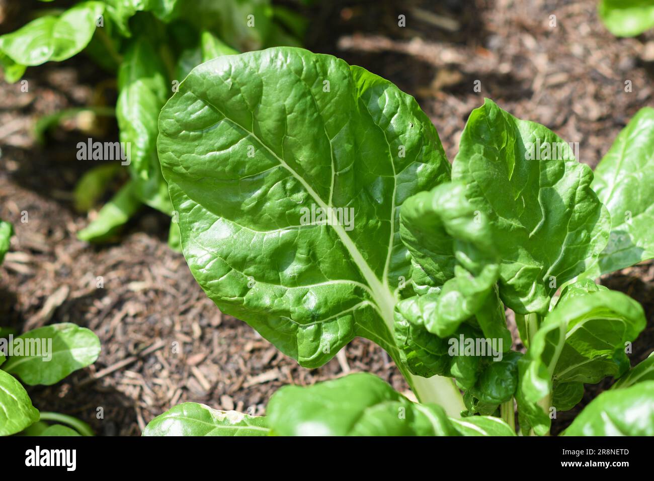 Silverbeet growing hi-res stock photography and images - Alamy