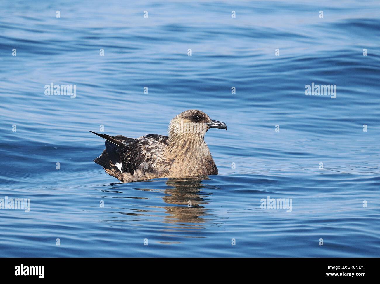 Skuas are known as the pirates of the sea with their predatory chasing ...