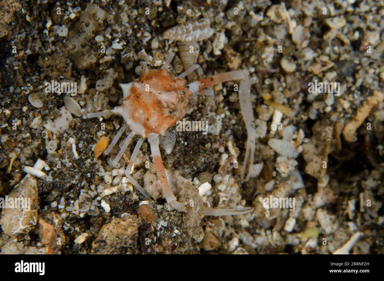Scissor Crab, Arcania sp, night dive, Pyramids dive site, Amed ...