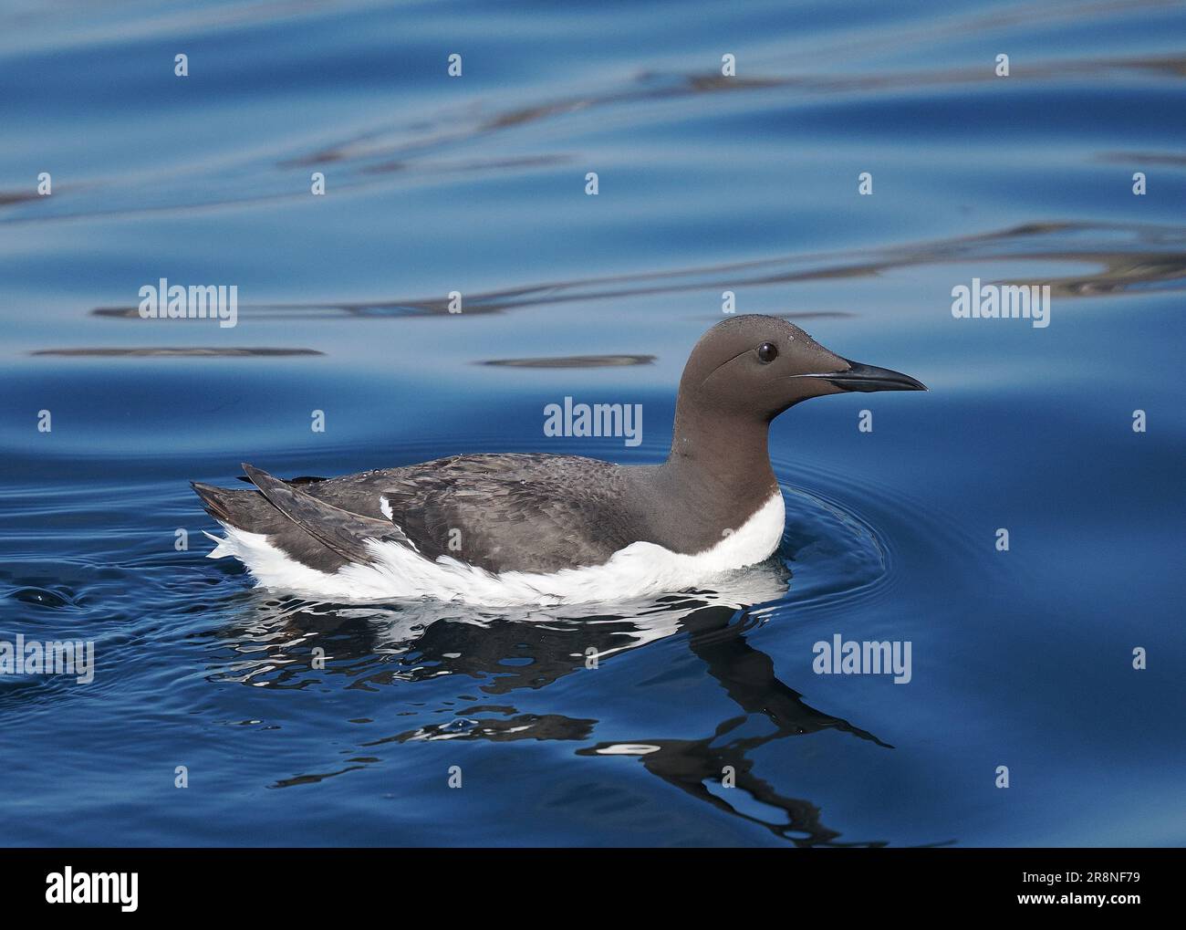 Guillemots breed on the cliffs of Handa Island, feeding on fish in the ...