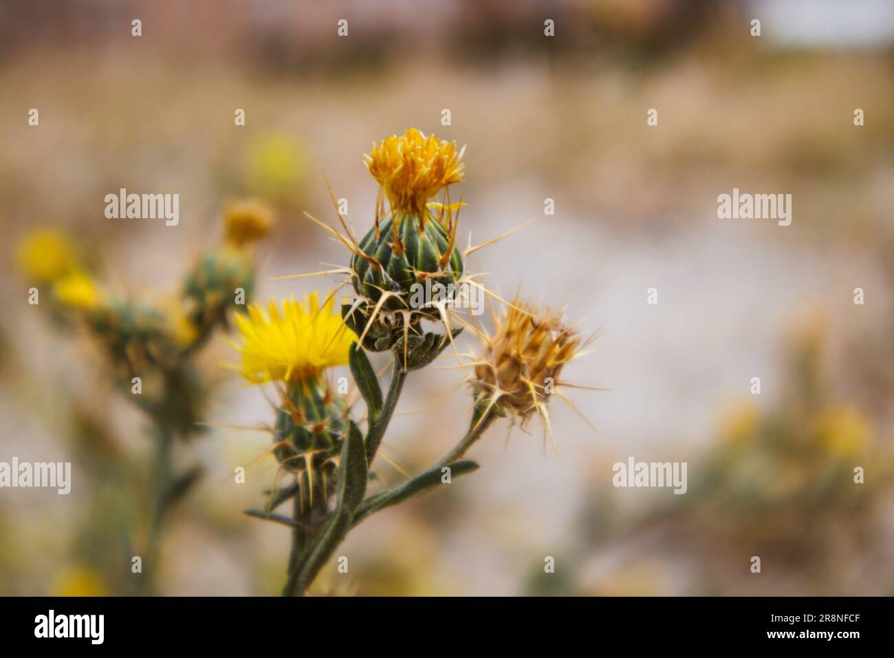 Centaurea melitensis (Maltese star-thistl, tocalote or tocolote in ...