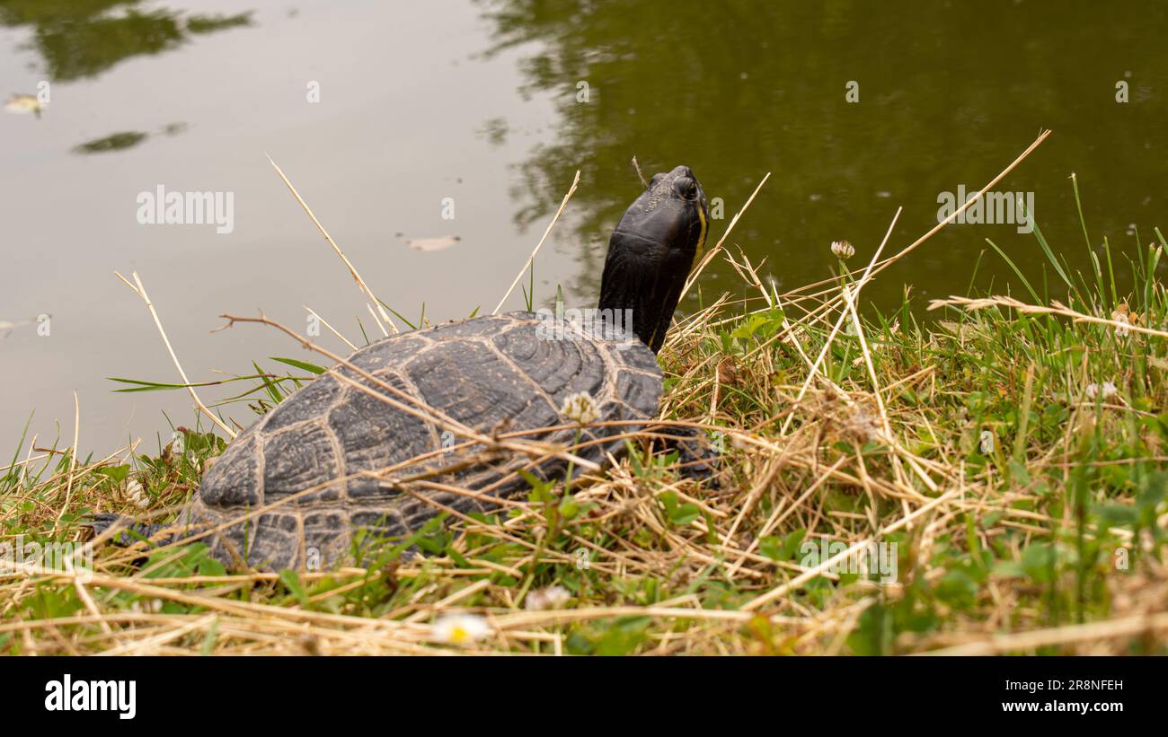 Invasive turtle in a european pond. Cute but doing a lot of damage ...