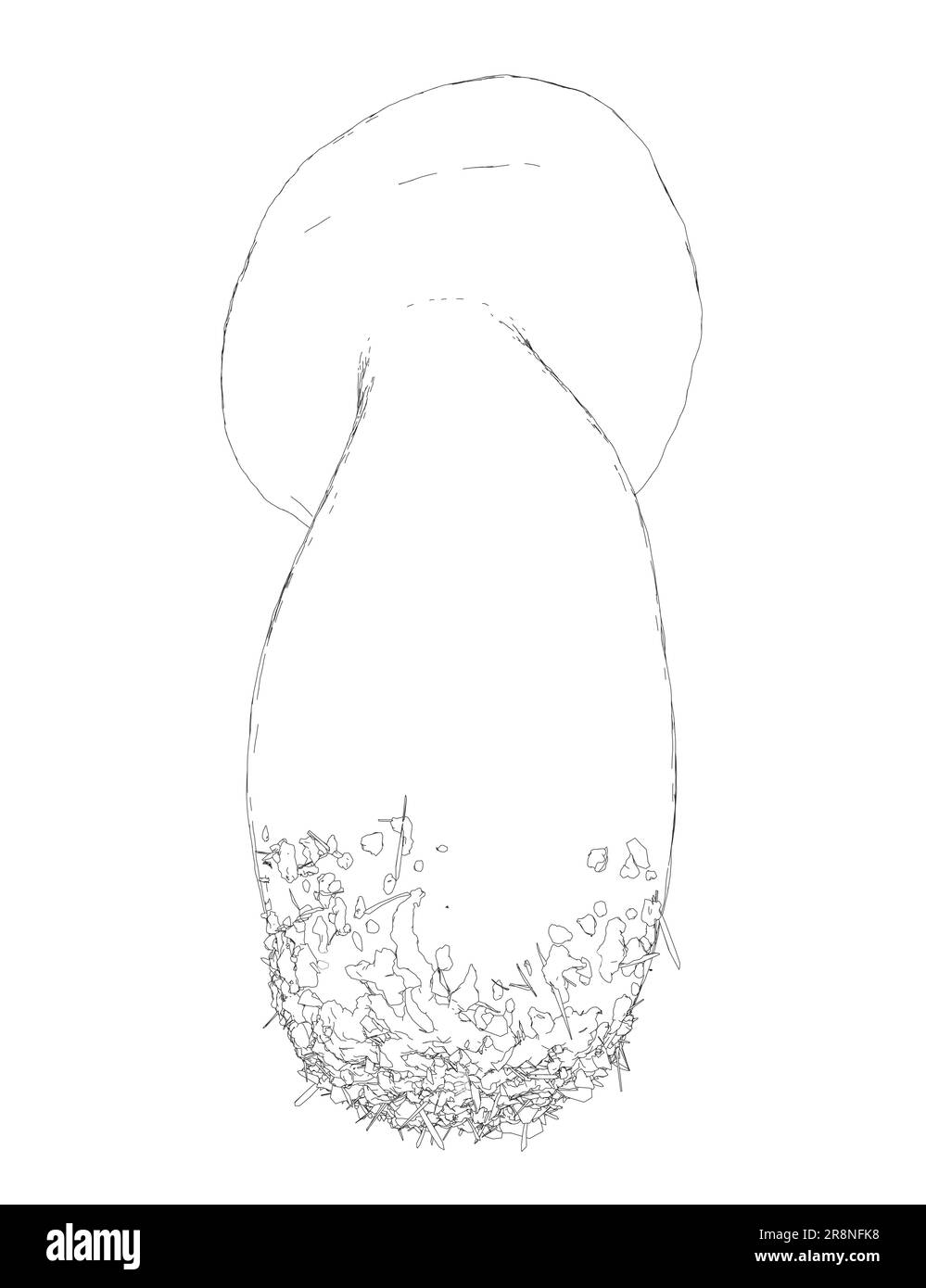 Outline champignon mushrooms Vector illustration drawn, toadstool, fly ...