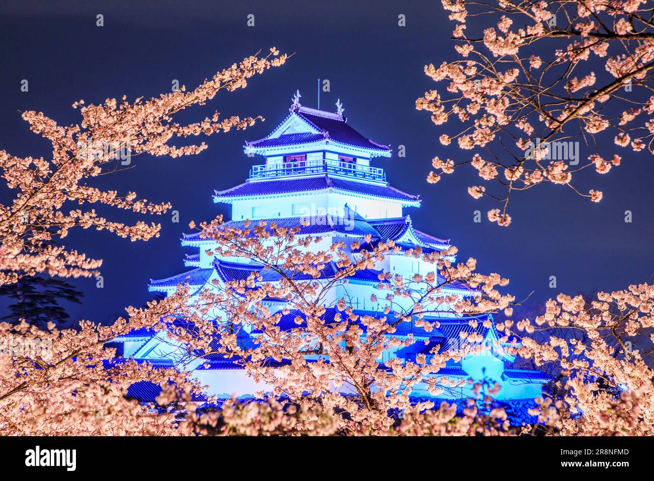 Cherry blossoms at night at Tsurugajo Stock Photo - Alamy