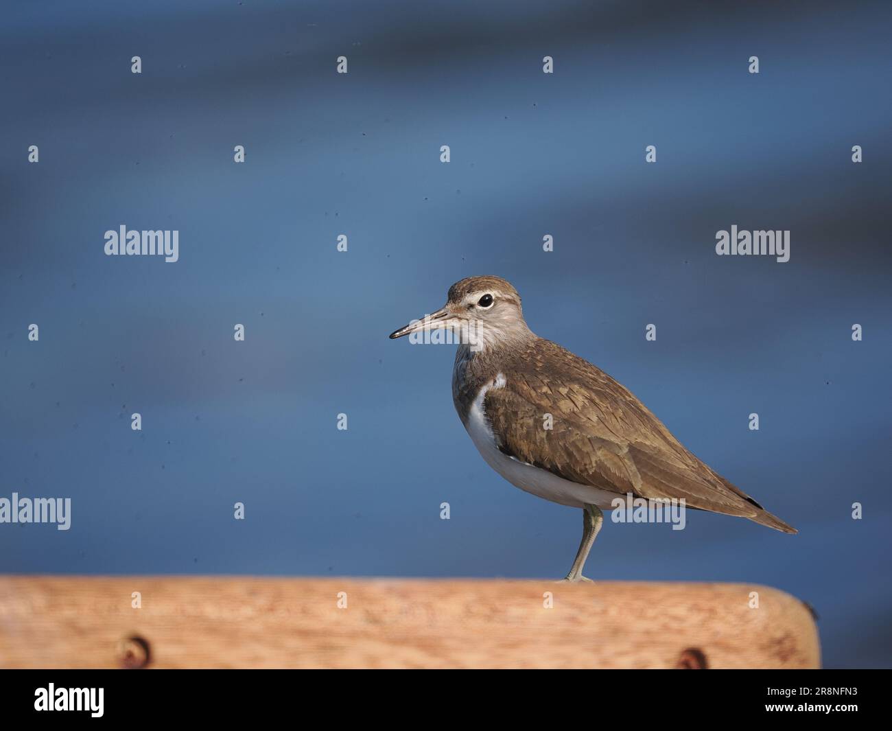 Common sandpiper are a nervous little wader, but by using a car as a ...