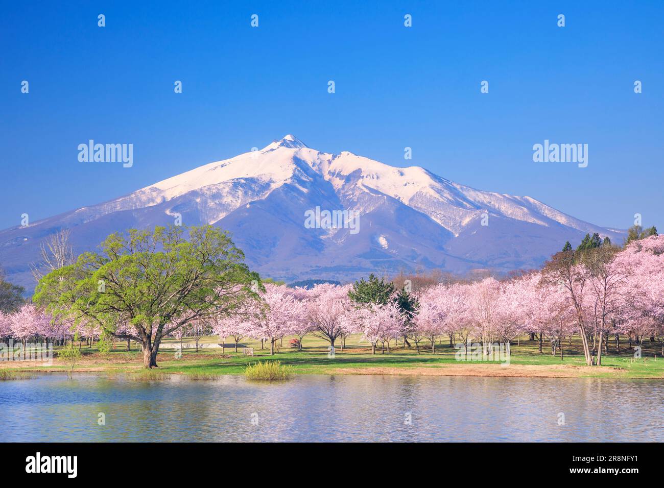 Cherry blossoms at Tsugaru Fujimiko and Mt.Iwaki Stock Photo - Alamy