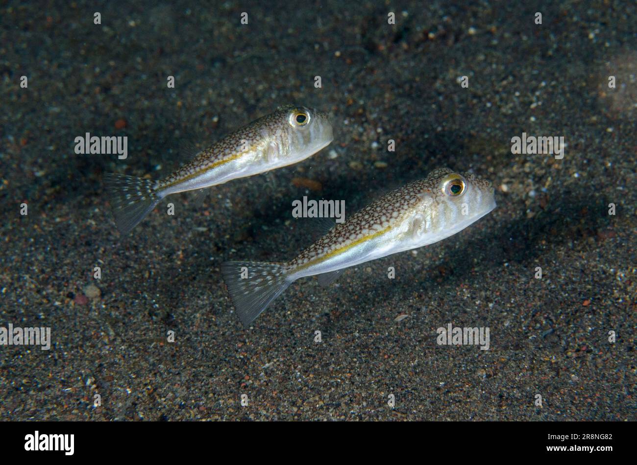 Pair of juvenile Shortfin Puffers, Torquigener brevipinnis, Bintang ...