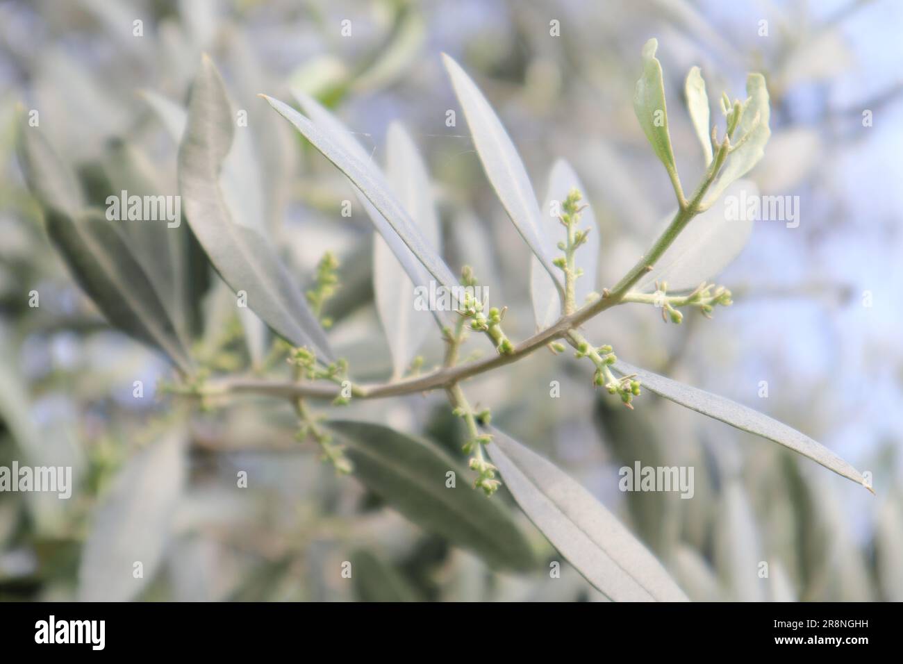 Olive branch, with buds and silvery leaves Stock Photo - Alamy