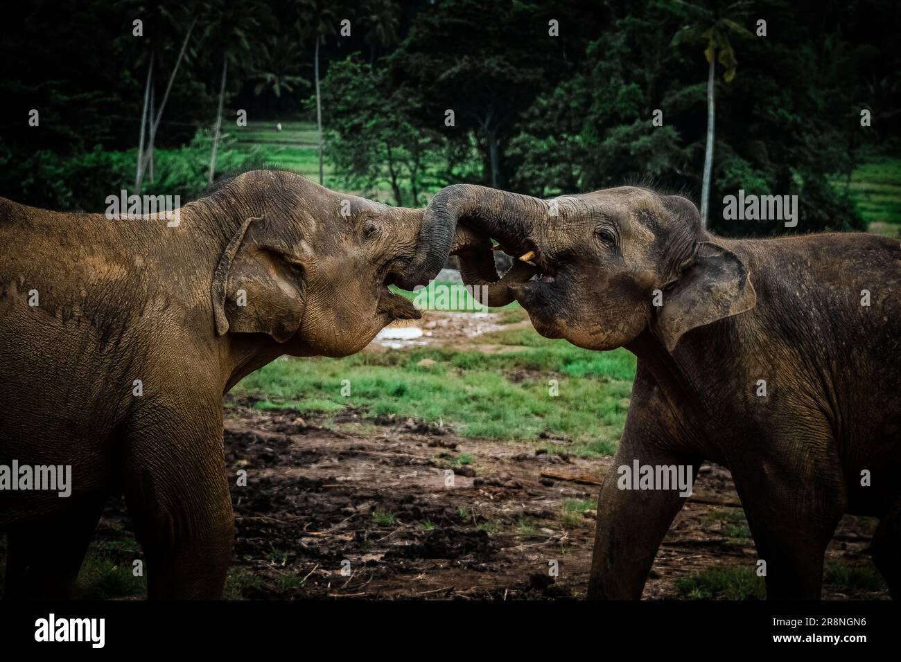 Two African elephants in a grassy field interacting with each other ...