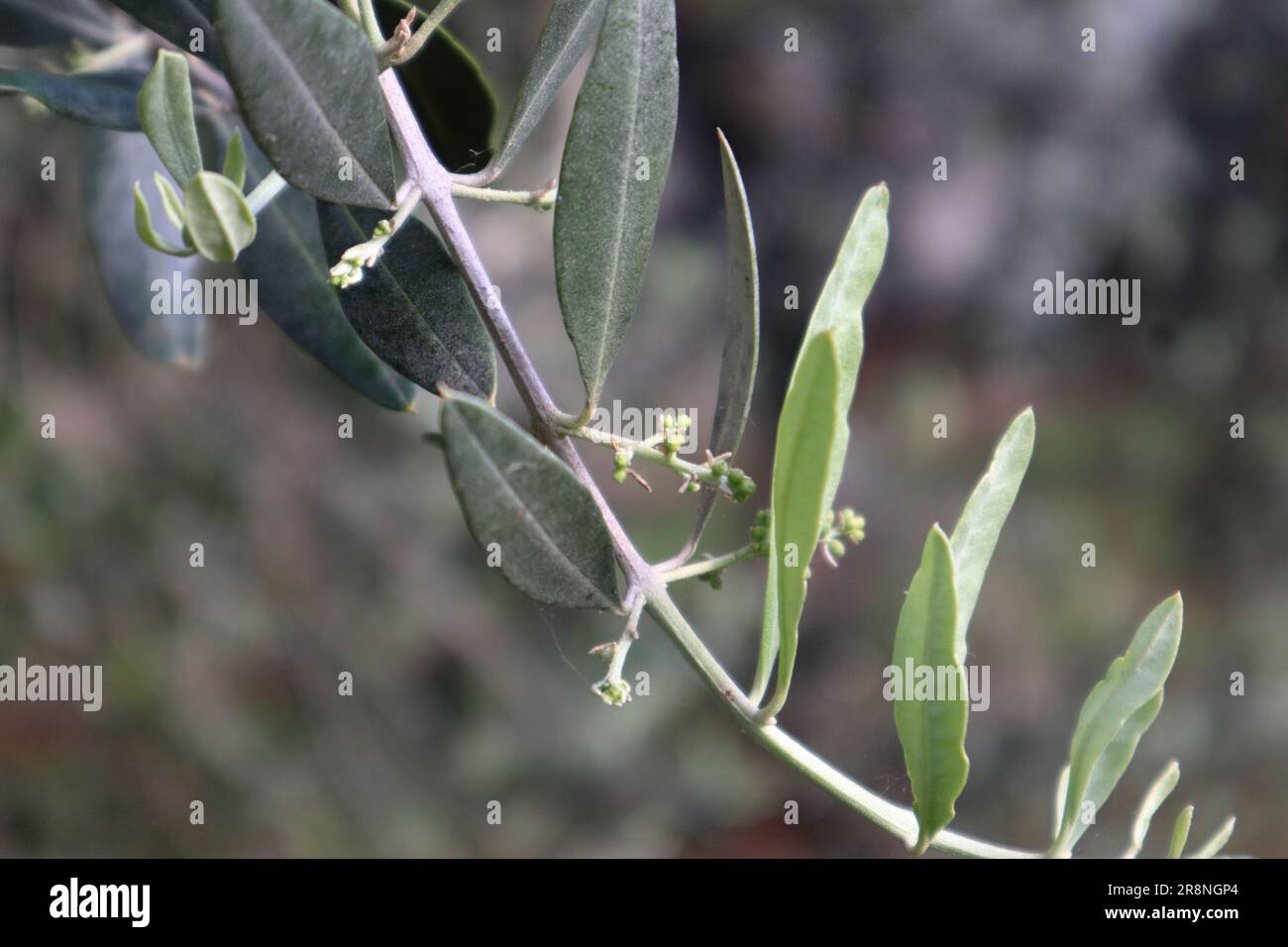 Olive branch, with buds and silvery leaves Stock Photo - Alamy