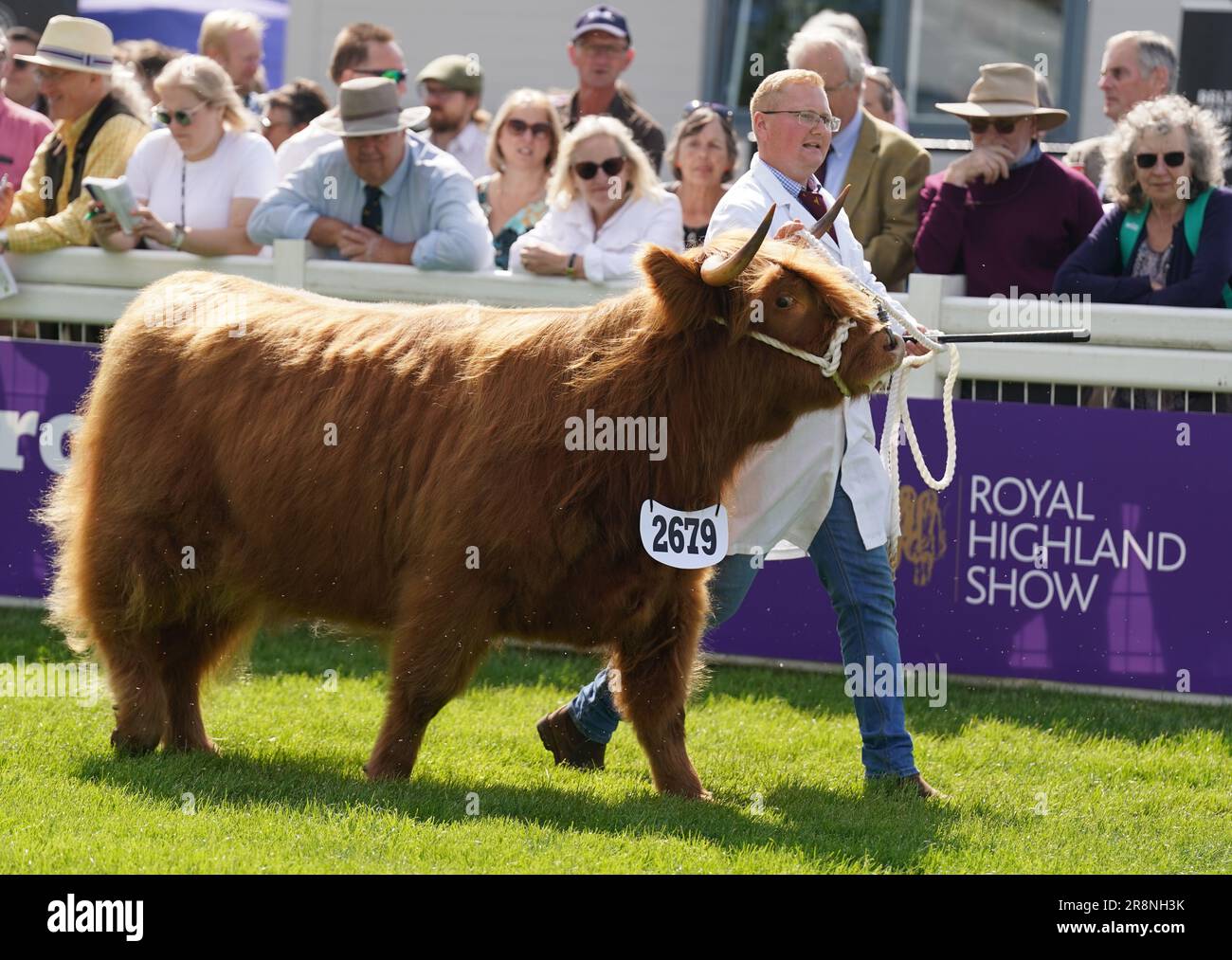 A Highland cow is paraded in the judging ring at the Royal Highland ...