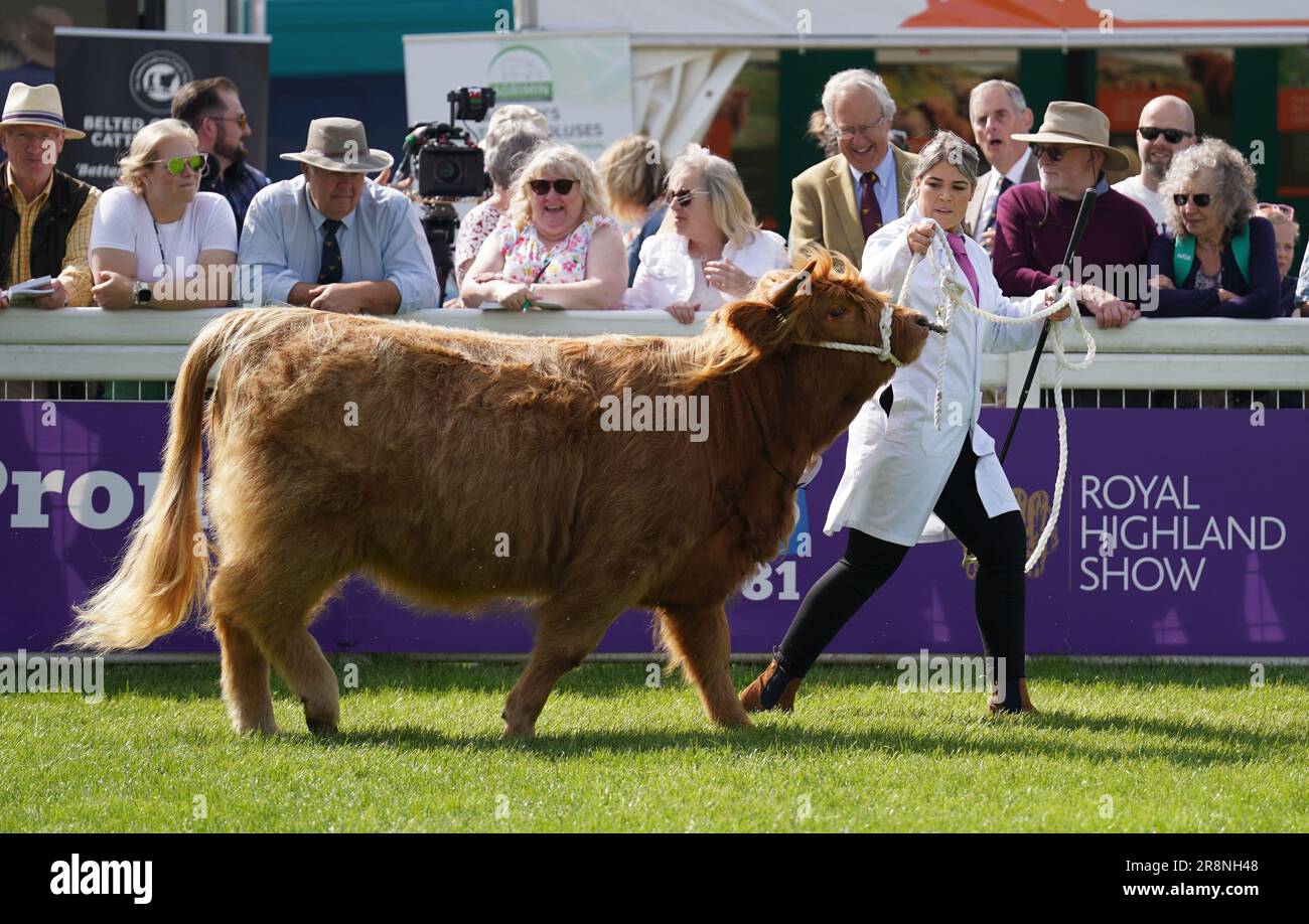 A Highland cow is paraded in the judging ring at the Royal Highland ...