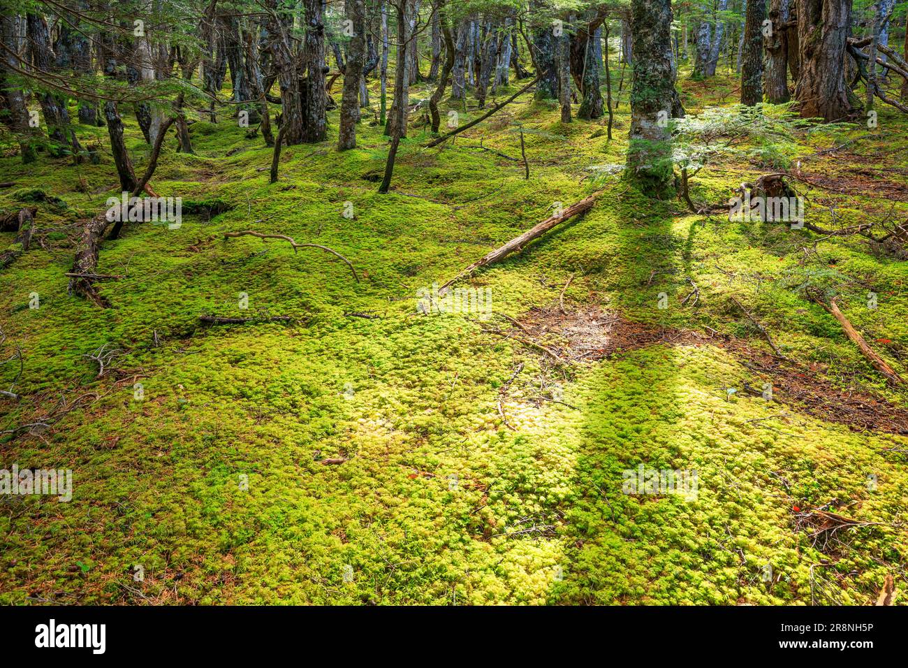 Garden oniwa hi-res stock photography and images - Alamy