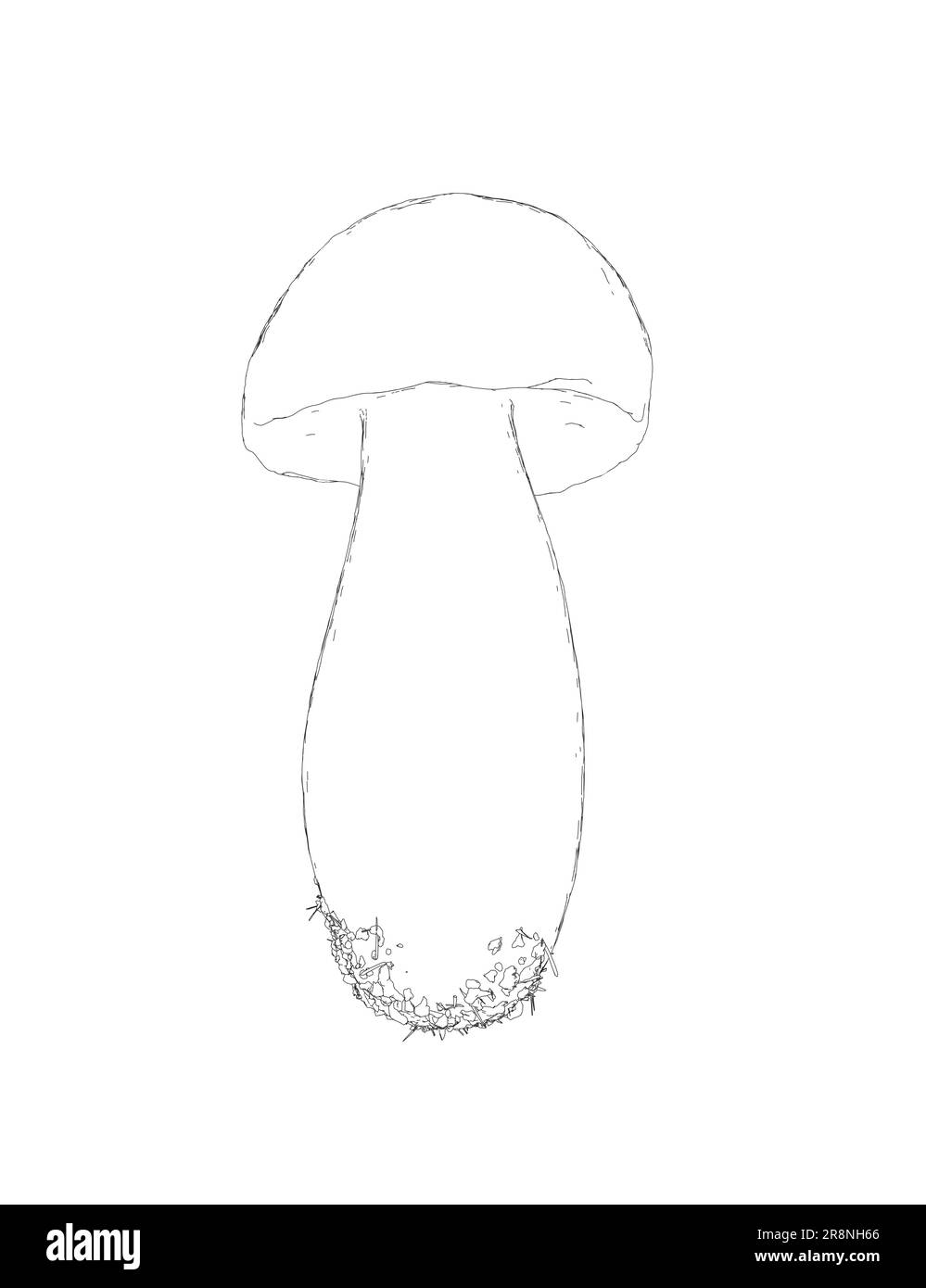 Outline champignon mushrooms Vector illustration drawn, toadstool, fly ...