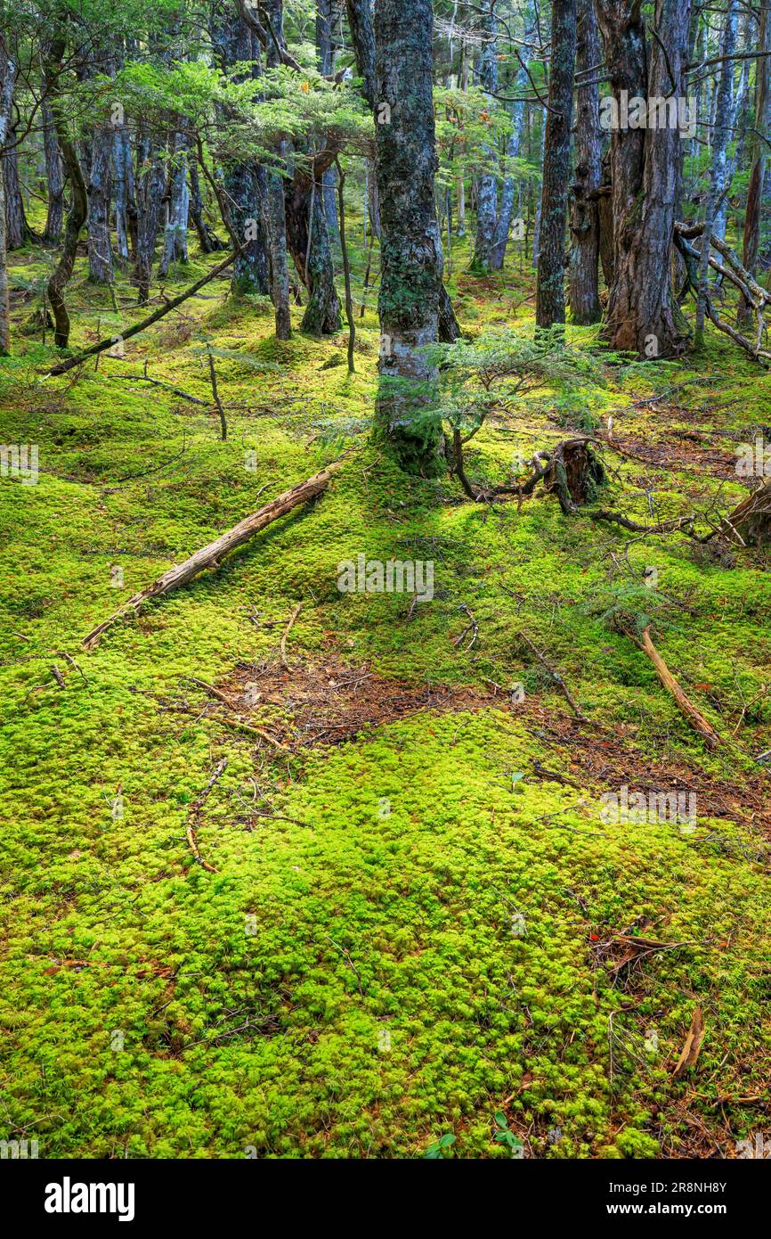 Oniwa hi-res stock photography and images - Alamy