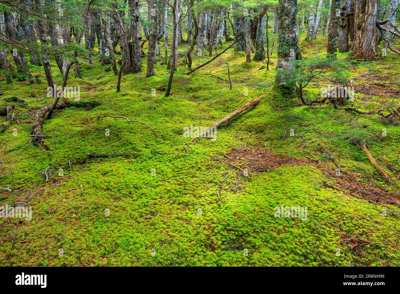 Garden oniwa hi-res stock photography and images - Alamy