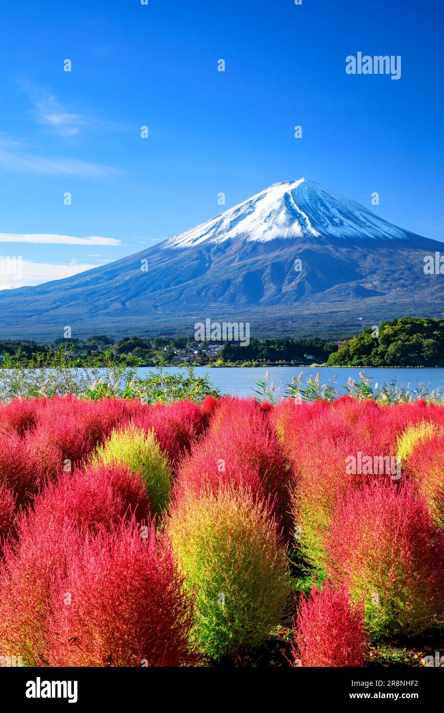 Fuji and Kochia Stock Photo - Alamy