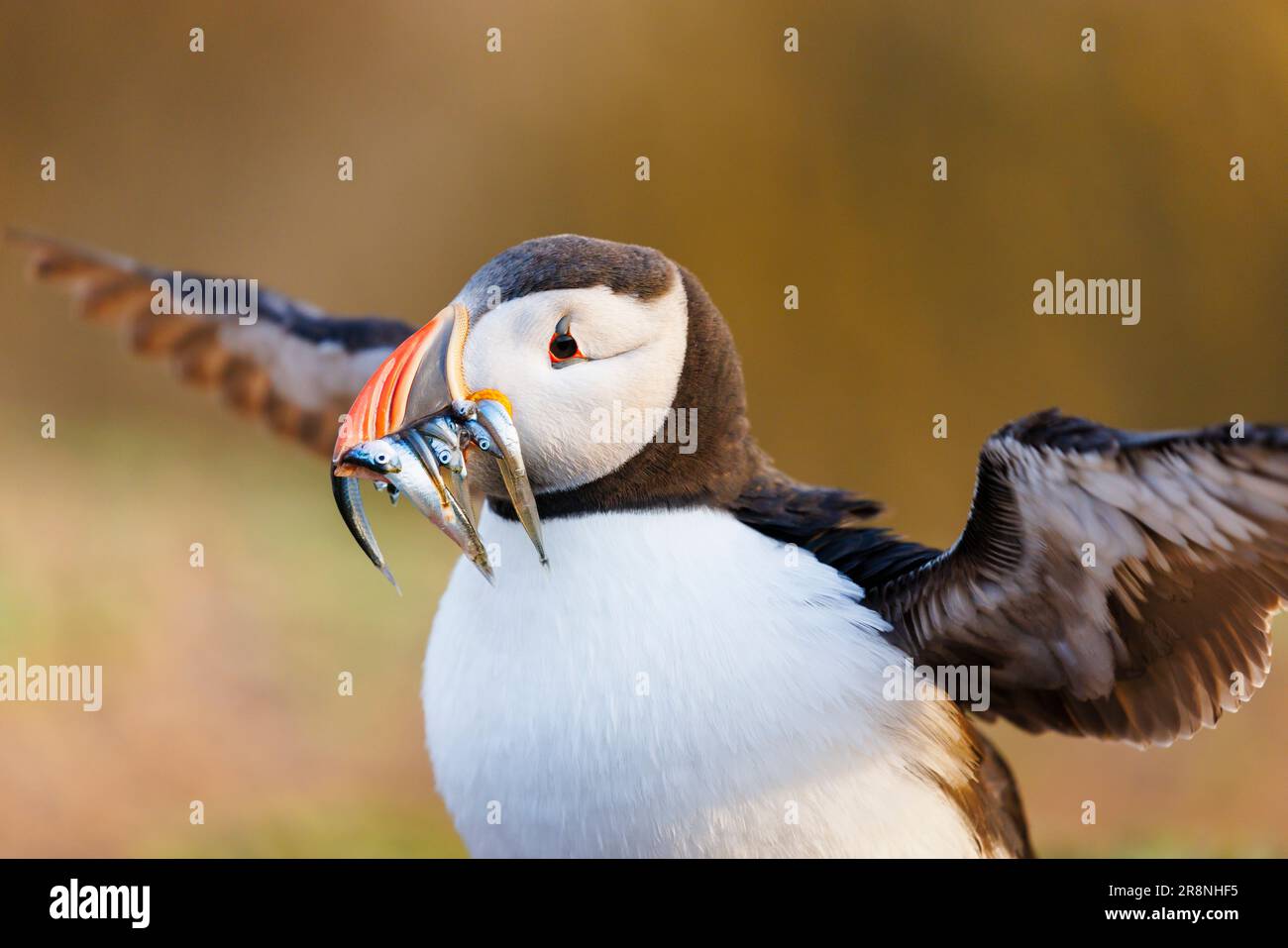 A puffin (Fratercula arctica) with a beak full of sand eels on Skomer ...