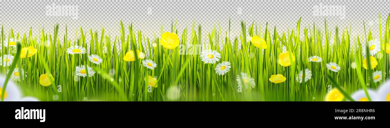 Realistic green grass border with flowers isolated on transparent ...