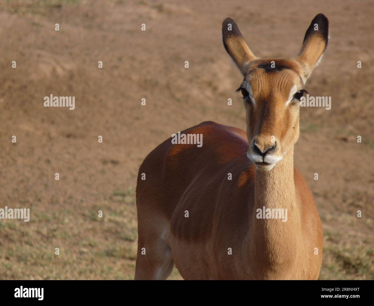 African Antelope Horns